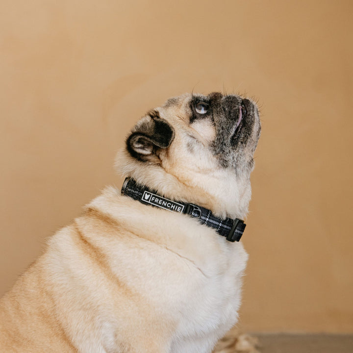 Comfort Collar | Best Collars for French Bulldogs - Frenchie Bulldog