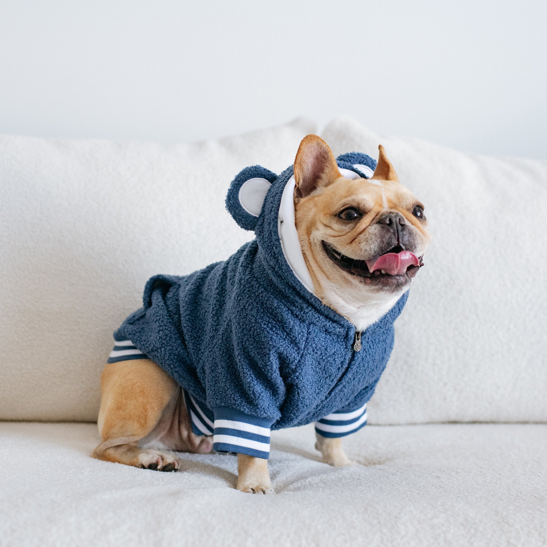 Frenchie Dog Hoodie - Blue Teddy – Frenchie Bulldog
