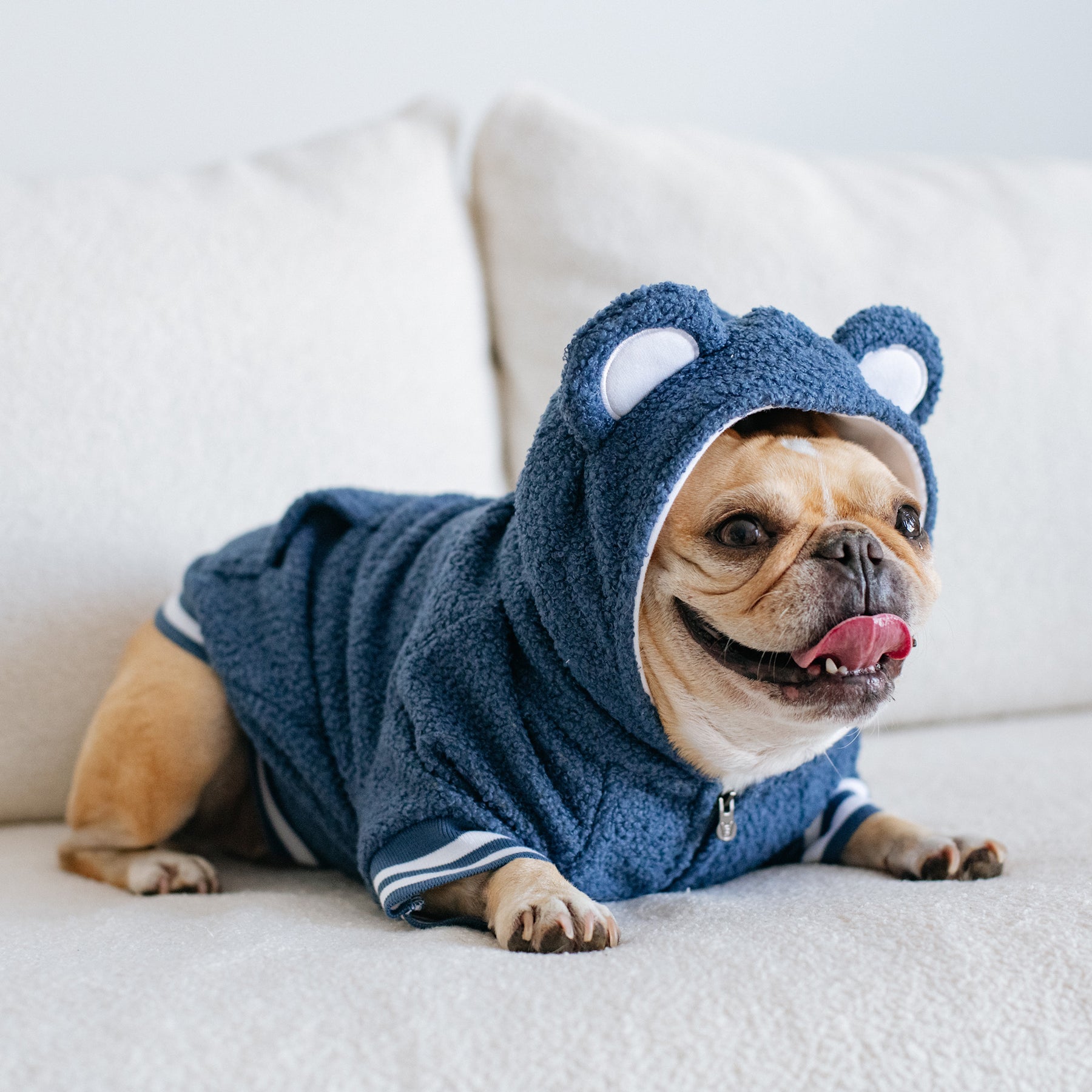 Frenchie Dog Hoodie - Blue Teddy – Frenchie Bulldog